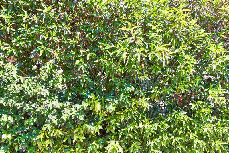 Beautiful Plants Closeup Texture Image Stock Photo - Image of tree ...