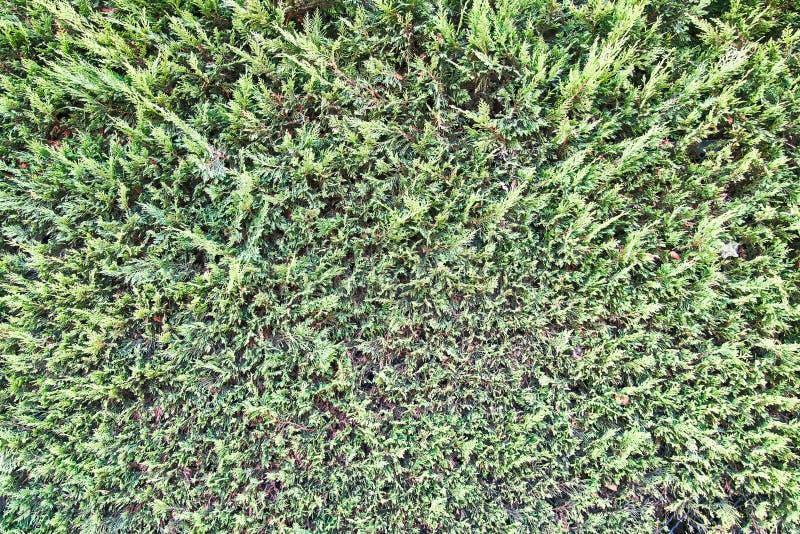 Beautiful Plants Closeup Texture Image Stock Photo - Image of leaves ...