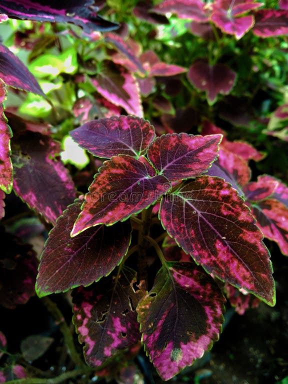 Beautiful Plants with Beautiful Colors Stock Image - Image of petal ...