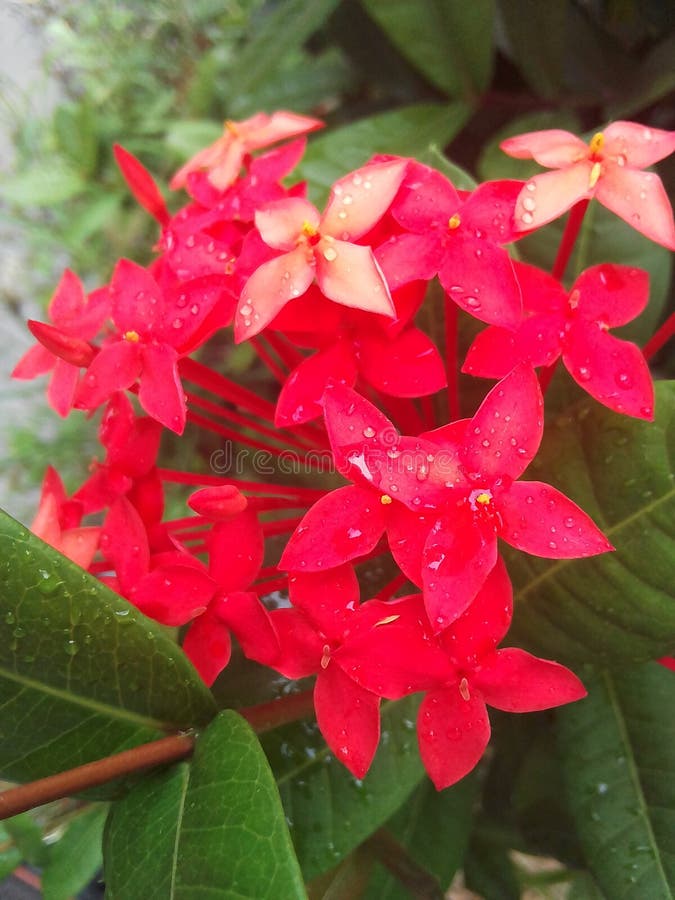 Beautiful Plants in Different Color Stock Photo - Image of rose, color ...