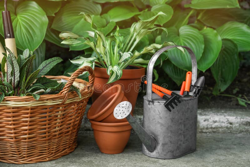 Beautiful Plants and Different Gardening Tools Outdoors Stock Image ...