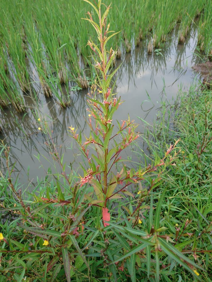 Beautiful Plants on the Edge of the Rice Field Stock Image - Image of ...