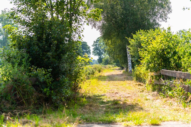 Beautiful Plants and Flowers Line the Path through Nature Stock Photo ...