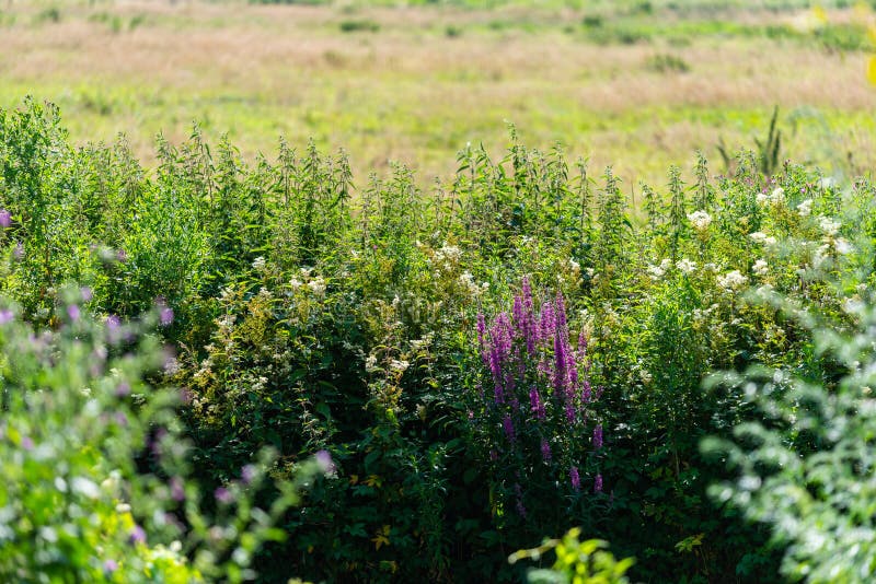 Beautiful Plants and Flowers Line the Path through Nature Stock Photo ...