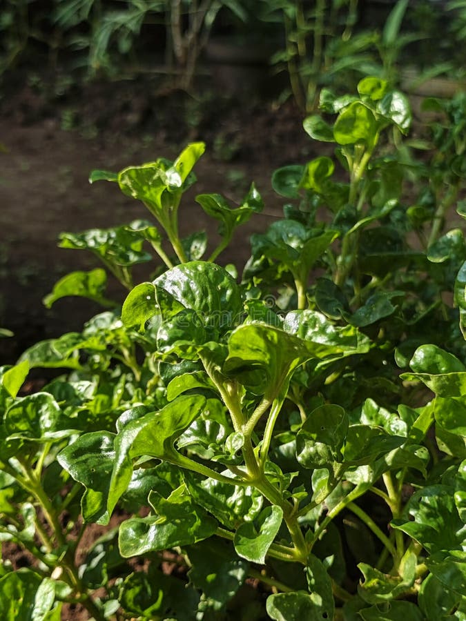 Beautiful Plants in the Garden in Indonesia Java Island Stock Photo ...