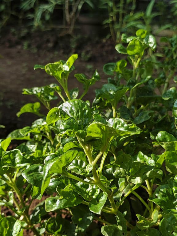 Beautiful Plants in the Garden in Indonesia Java Island Stock Photo ...