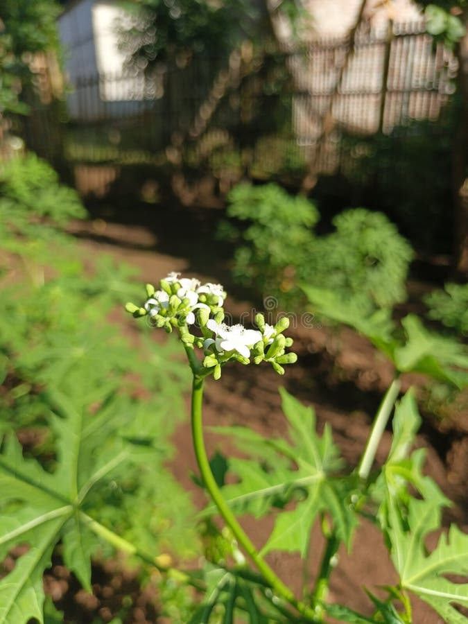 Beautiful Plants Grow on the Small Nice Capitals Part 5 Stock Image ...