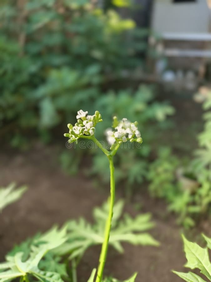 Beautiful Plants Grow on the Small Nice Capitals Part 5 Stock Image ...