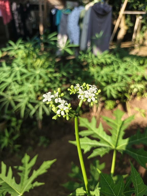 Beautiful Plants in the Garden in Indonesia Java Island Stock Image ...