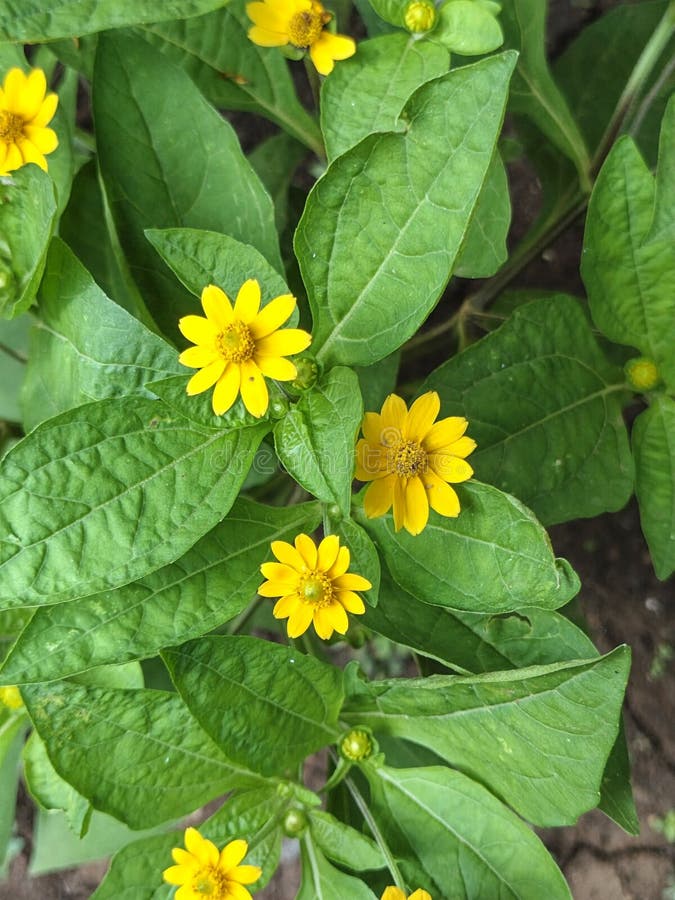 Beautiful Plants in the Garden in Indonesia Java Island Stock Photo ...