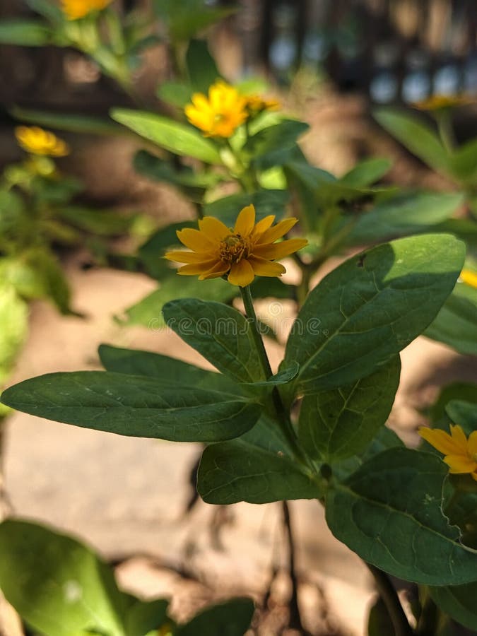 Beautiful Plants ! Washington State Stock Image - Image of plants ...
