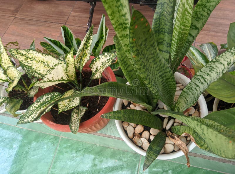 Beautiful Plants. Green and Freshness Stock Image - Image of produce ...