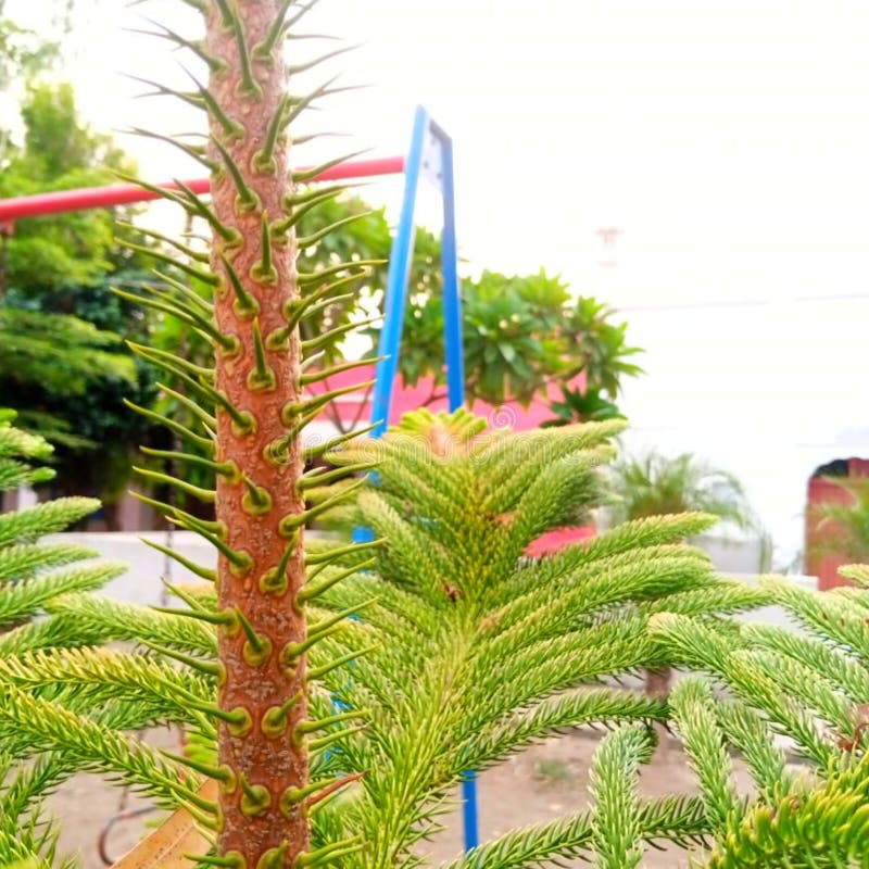 Beautiful Plants that Look Awesome Stock Photo - Image of awesome ...