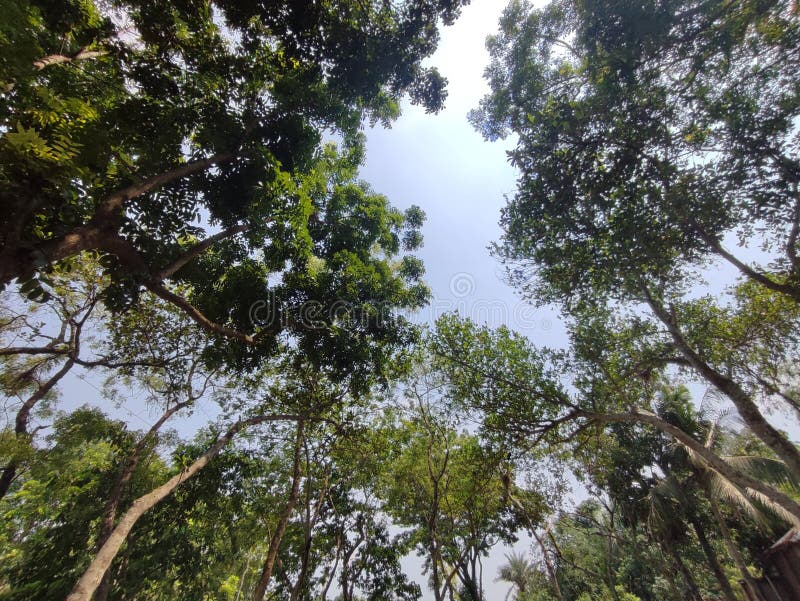 Nice Weather with Pigeon Resting on the Roof with Sky Foreground Stock ...