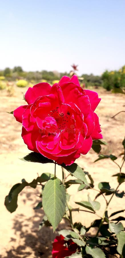 Beautiful Plants Red Roses Ground Sky and Beautiful Views Stock Image ...