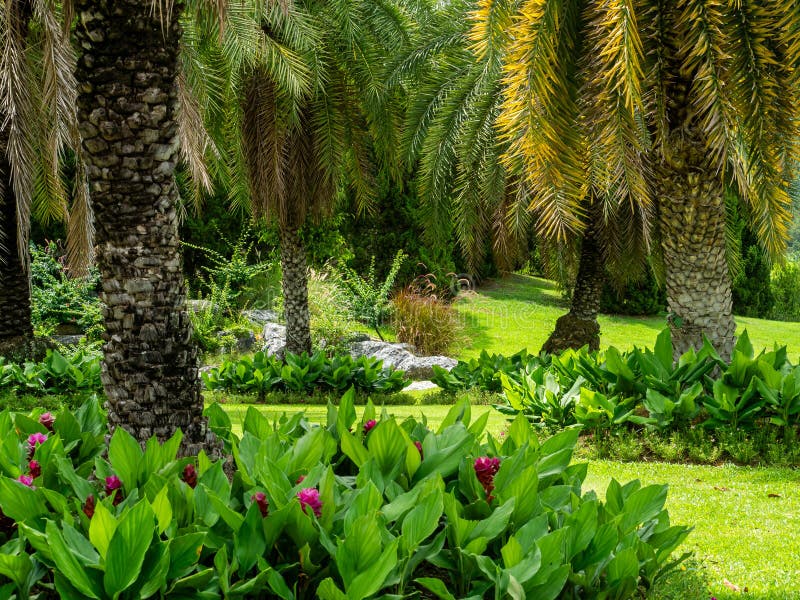 Beautiful Plants in the Thai Botanic Garden Stock Photo - Image of ...