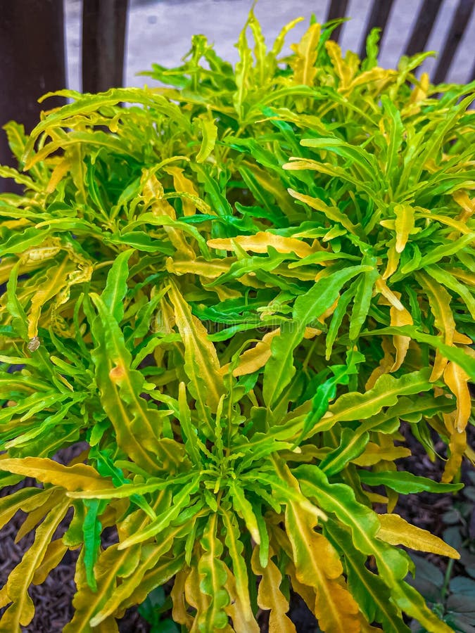 Beautiful Plants To Look at Around the House Stock Image - Image of ...