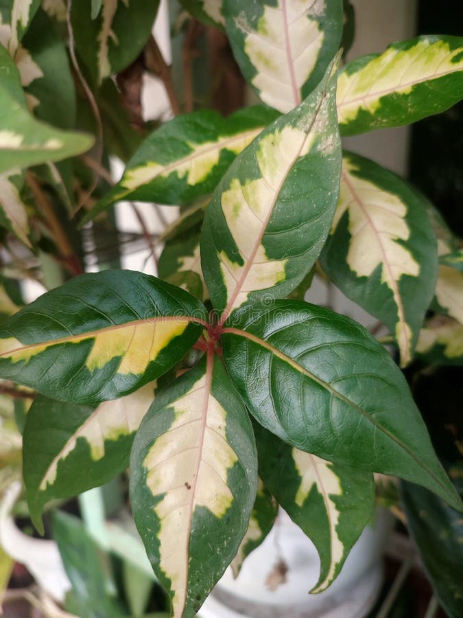 Beautiful Plants and Very Cool To Look at Stock Photo - Image of ...