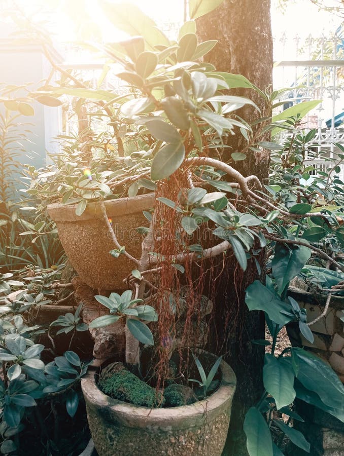 Beautiful Plants on a Very Beautiful Morning Stock Image - Image of ...