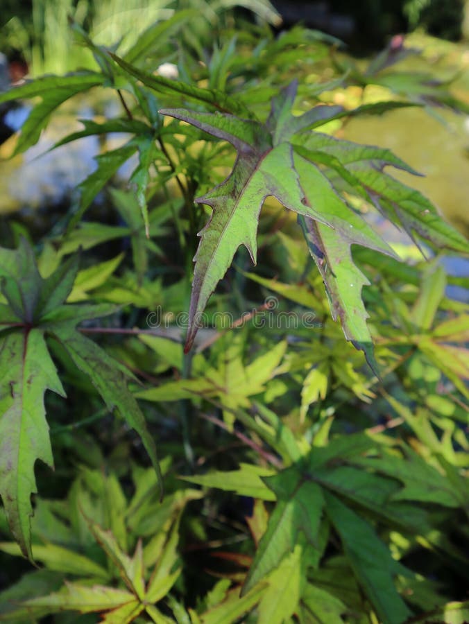 Beautiful Plants ! Washington State Stock Image - Image of plants ...