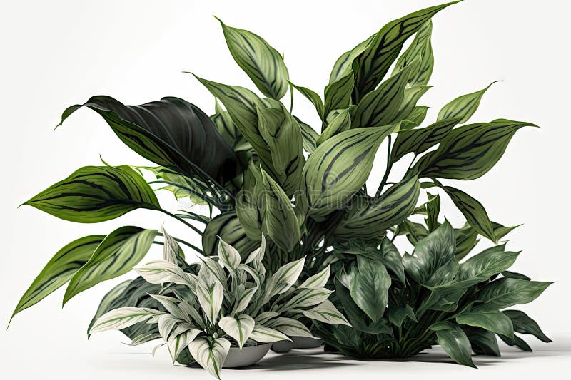 Beautiful Plants on White Background Stock Illustration - Illustration ...