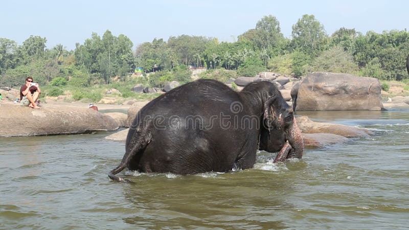 Beautiful Playful Elephant Having Bath In The River Stock Video