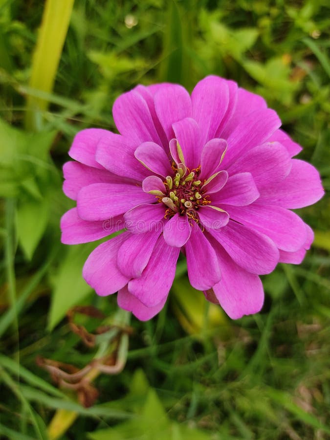 Flowerpictures Stock Photos - Free & Royalty-Free Stock Photos from ...