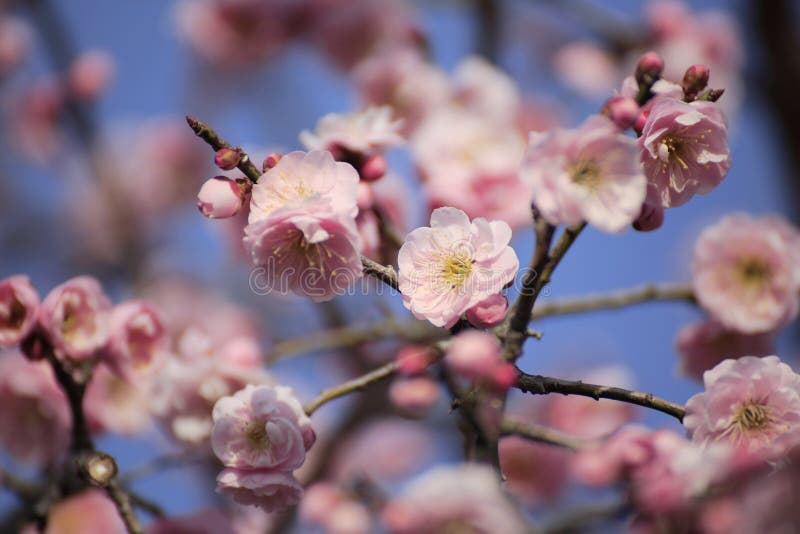 Beautiful plum flower stock photo. Image of tree, white - 51176228