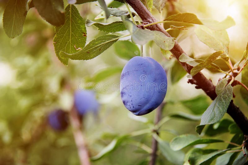 Beautiful Plum on the Tree stock image. Image of autumn - 125349905