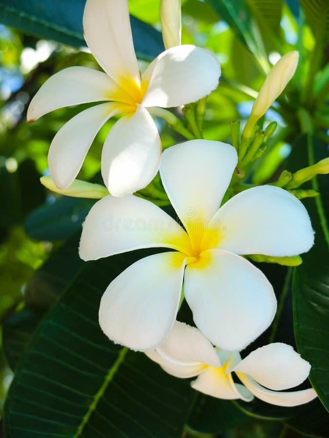 Beautiful plumeria flowers stock image. Image of fresh - 37154539