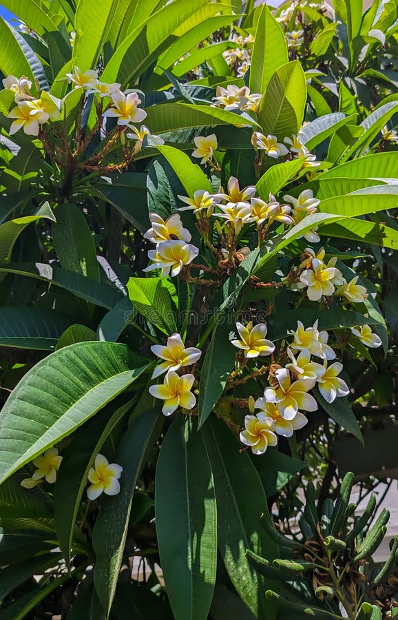 A Beautiful Plumeria Tree Blooming Under the Sun Stock Image - Image of ...