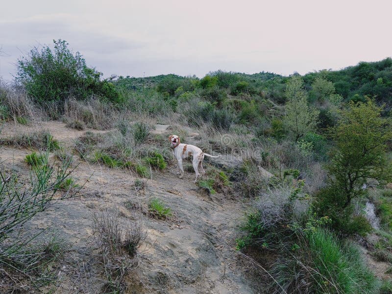Beautiful Pointer Dog Standing in the Forest or Outdoors. Stock Photo ...