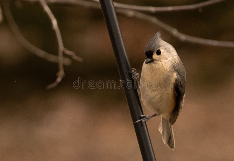 Beautiful Pointy-crested Tit Perched on the End of a Tree Branch Stock ...