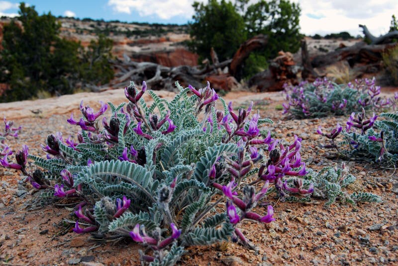 Beautiful Poisonous Purple Locoweed Stock Image - Image of industries ...
