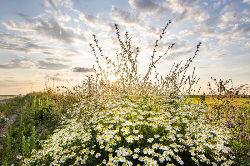 Beautiful Polish Sunset with Clouds Over Field with Common Daisy in ...