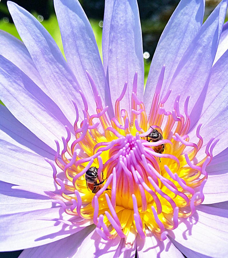 Beautiful Pollen of Purple Lotus Stock Photo - Image of pollen, lotus ...