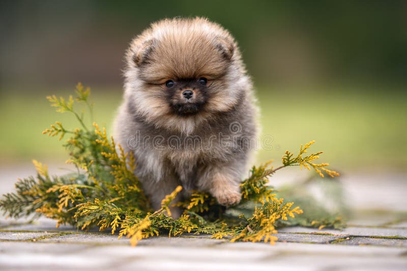 Beautiful Pomeranian Spitz Puppy Posing Outdoors in Summer Stock Photo ...