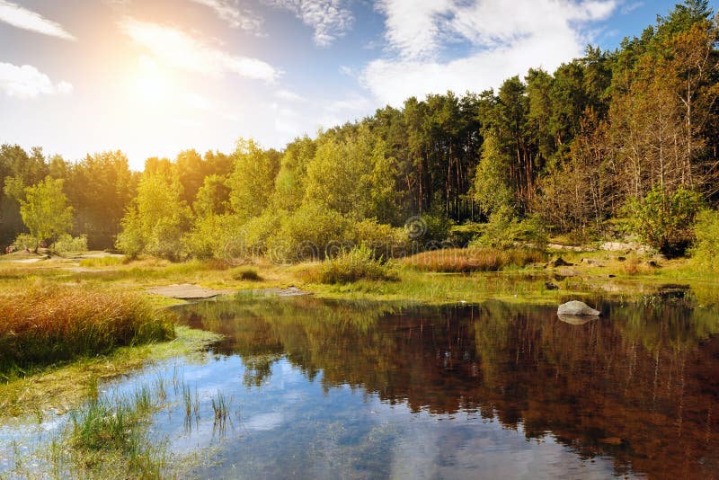 Beautiful Pond Around Trees Stock Photo - Image of pond, countryside ...