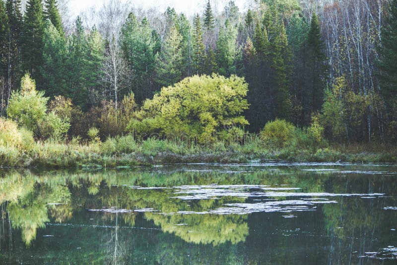 Beautiful Pond with Clear Water Stock Photo - Image of beautiful ...
