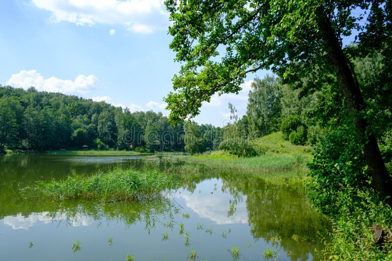 Pond in the Forest on a Summer Day Stock Image - Image of water, forest ...
