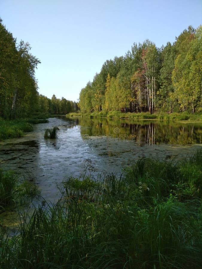 Beautiful Pond in a Green and Summery Forest Stock Image - Image of ...