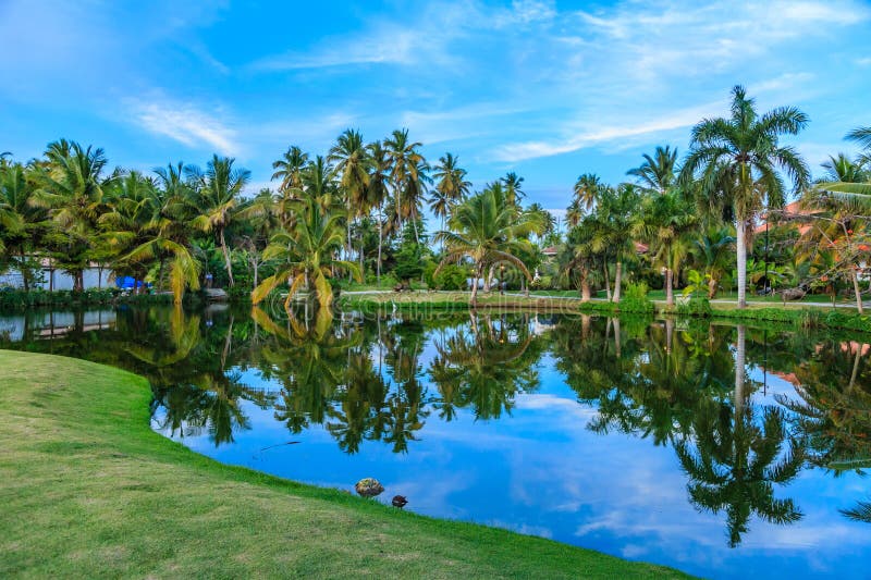 A Beautiful Pond with Palm Trees in the Background Stock Photo - Image ...