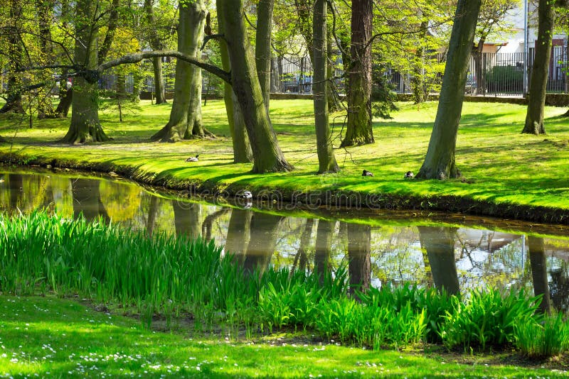Beautiful pond in the park stock image. Image of april - 40375359