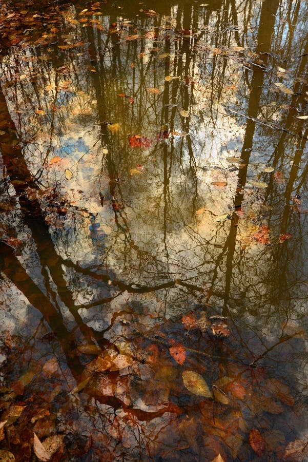 Beautiful Pond Reflection stock photo. Image of swamp - 31086816