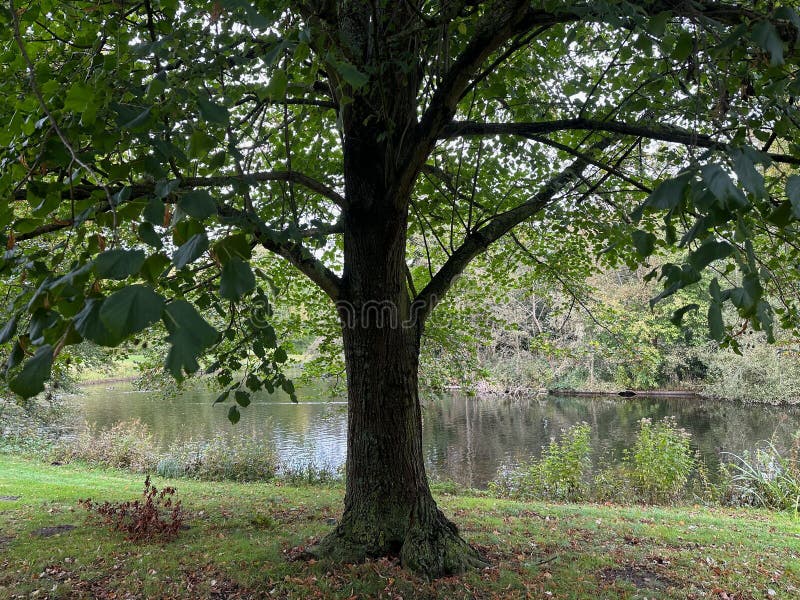 Beautiful Pond, Trees and Other Plants in Park Stock Photo - Image of ...