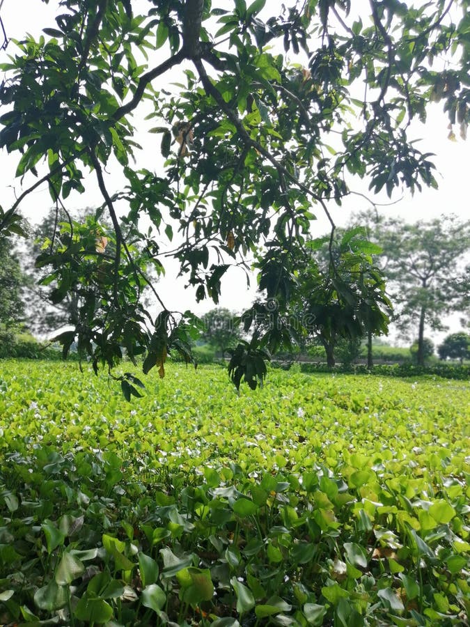 A beautiful pond view stock image. Image of pond, green - 169234893