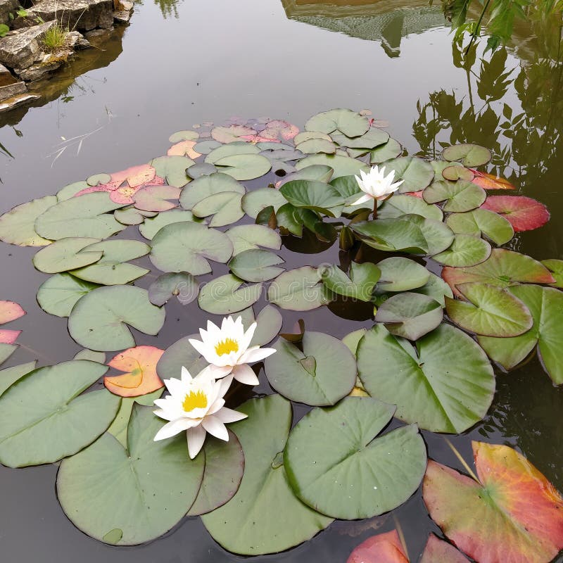Beautiful Ponds on the Pond Stock Photo - Image of reflection, flower ...