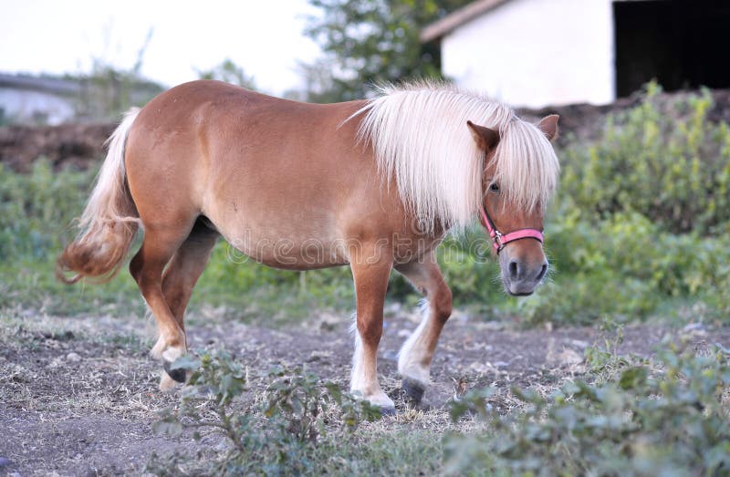 Beautiful pony stock photo. Image of country, beautiful - 20839276
