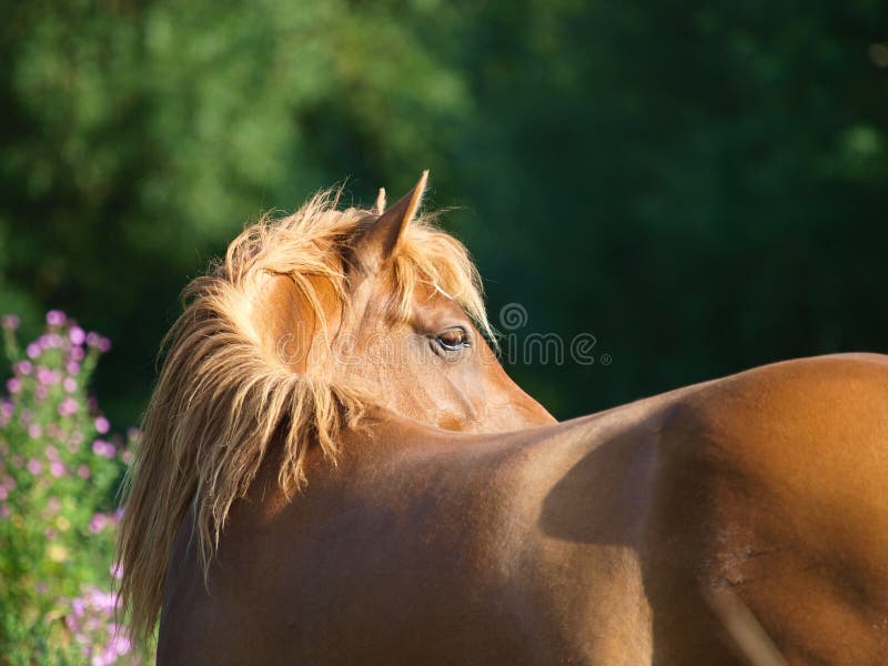 Beautiful Pony stock photo. Image of look, equine, equestrian - 25200692