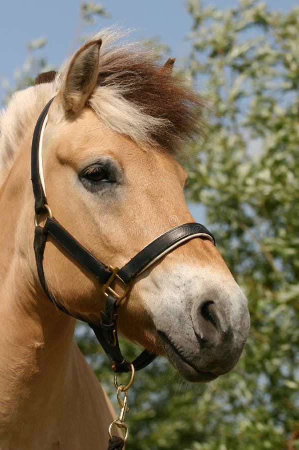 Beautiful pony stock photo. Image of norwegian, portrait - 2927414